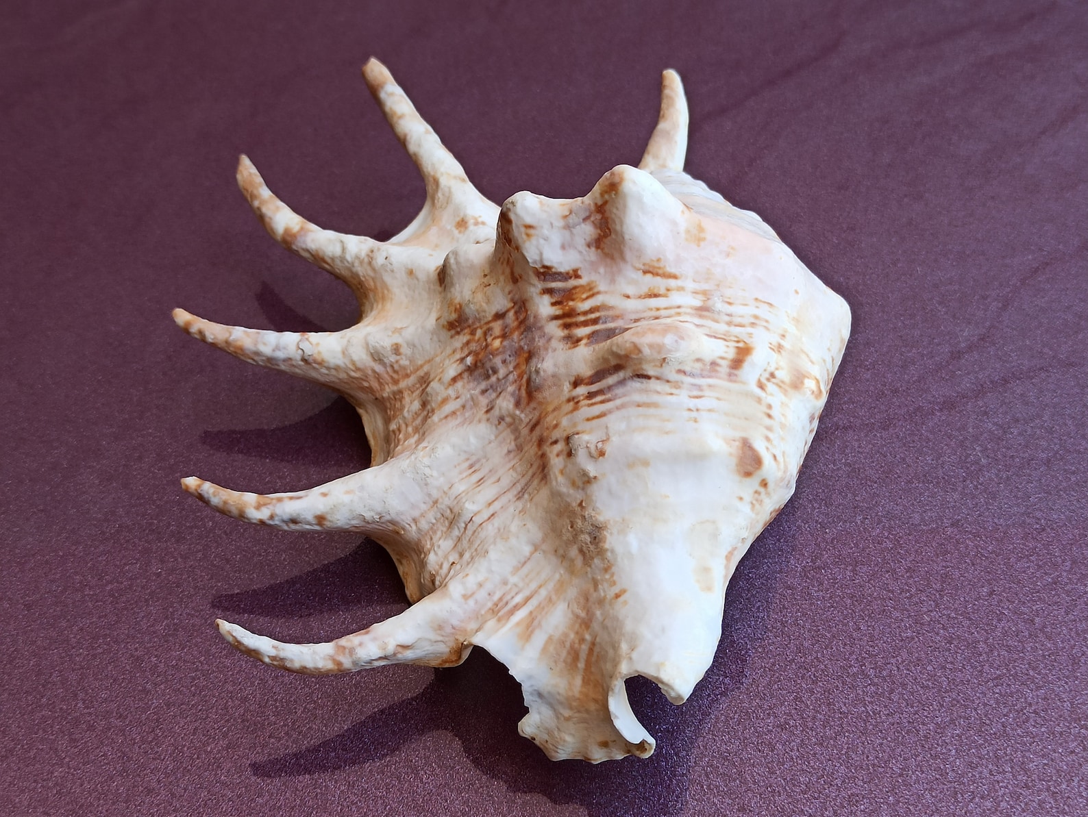 Large Huge Beautiful Shell, Big Shell, Huge Ocean Shell, Sea Shell ...