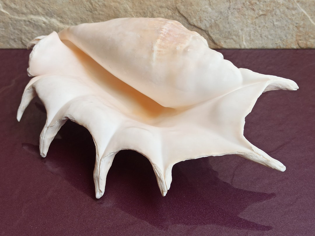 Large Huge Beautiful Shell, Big Shell, Huge Ocean Shell, Sea Shell ...
