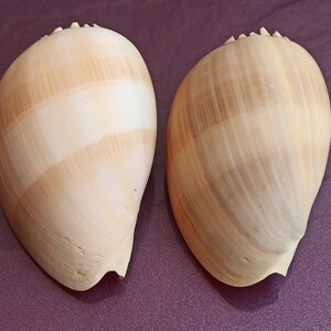 Striped Shell, Natural Ocean Shell, Tiger Seashell, Tiger's Shell ...