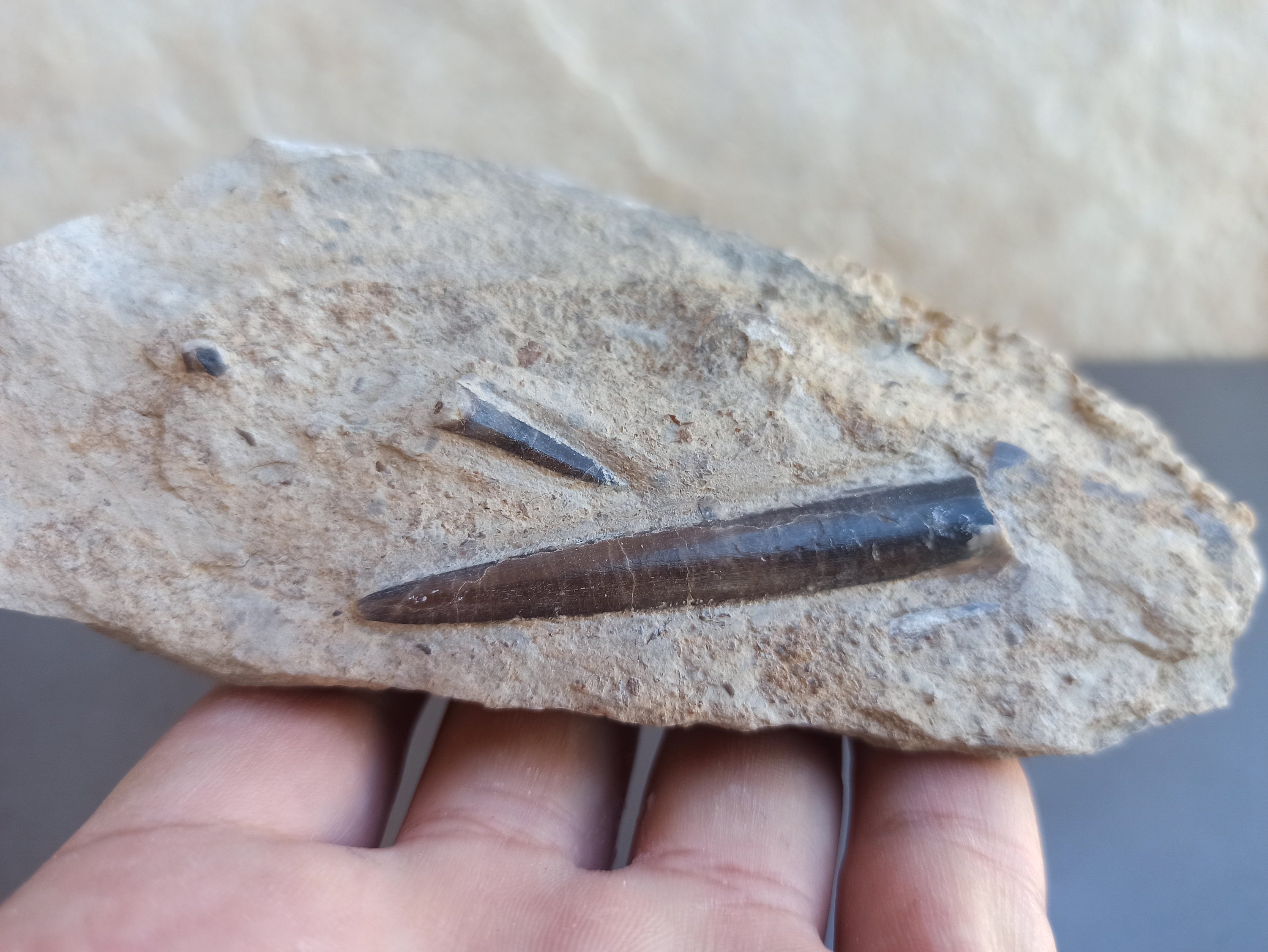 Shell Fossils In Rocks