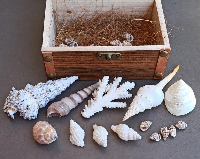 Sea Shell Set in Woden Box, Ocean Shell, Coral, Shell Treasure ...