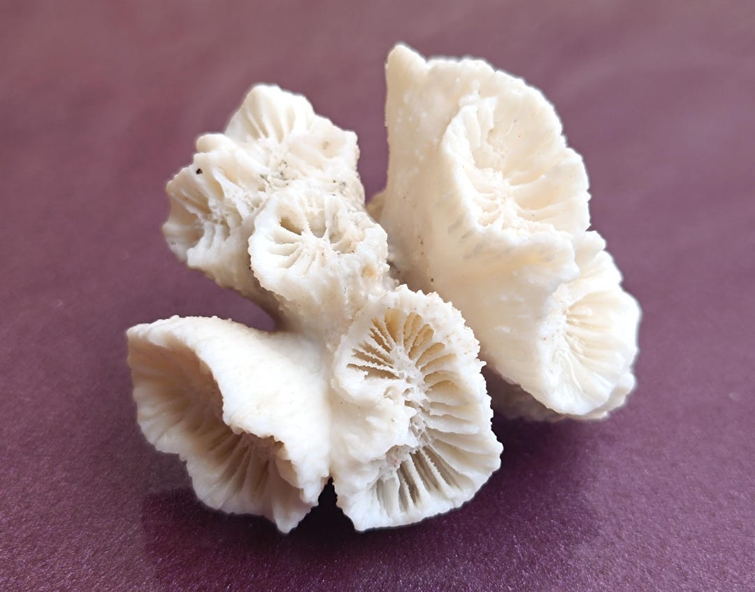 White Coral, Genuine White Coral Sea, Large White Coral Tree, Wedding ...