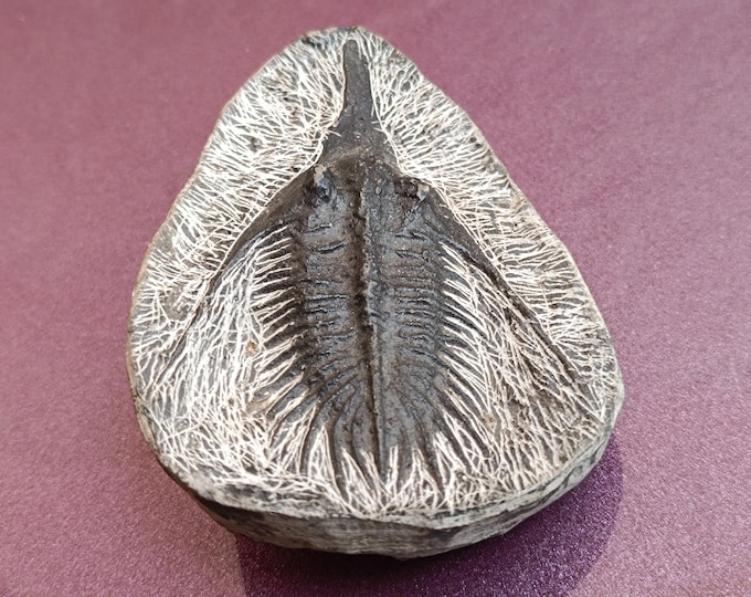 TRILOBITE FOSSIL, Trilobite Fossil in a Matrix, Fossilized Trilobite ...