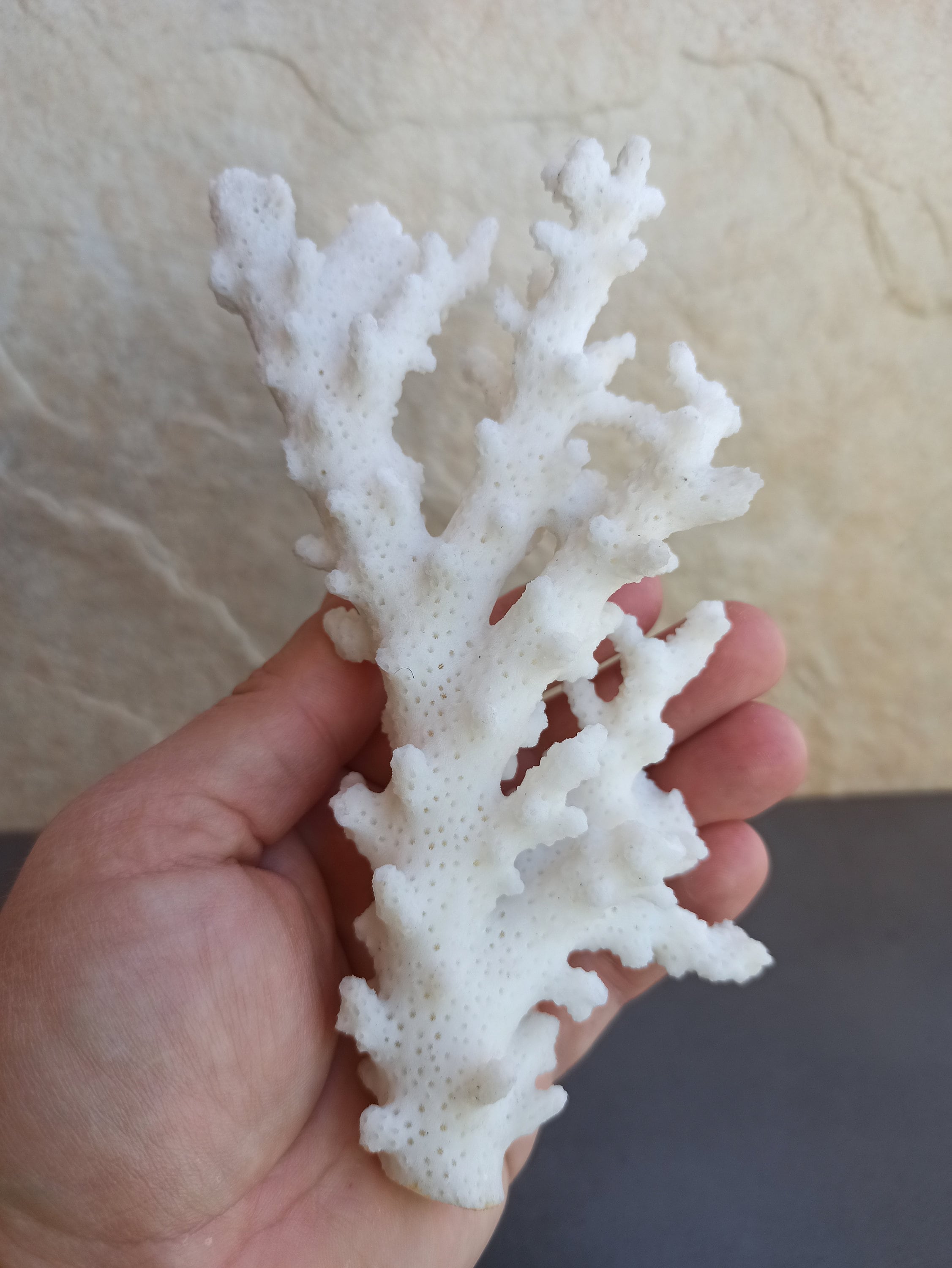 Real White Coral Reef Natural Coral Sea Coral Decoration - Etsy