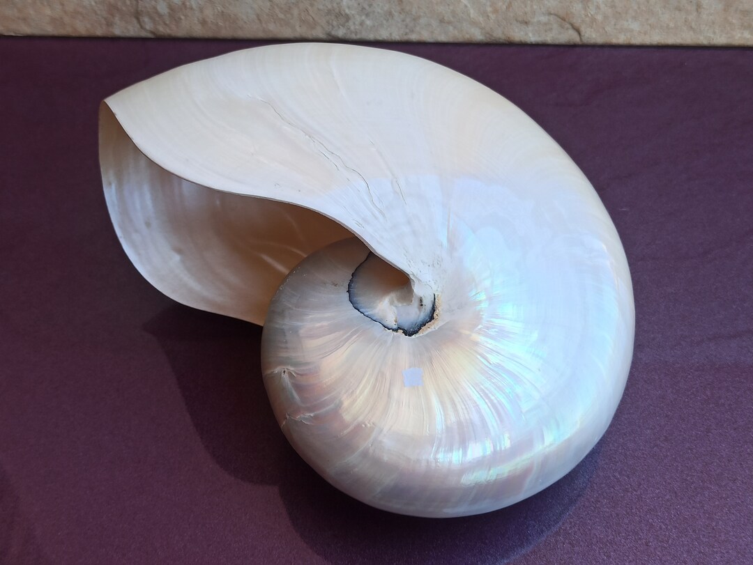 LARGE NAUTILUS Natural Seashell, Nautilus Tiger Seashell, Tiger's Shell ...