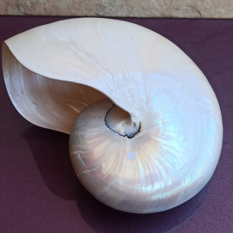 Sliced Shell - Etsy
