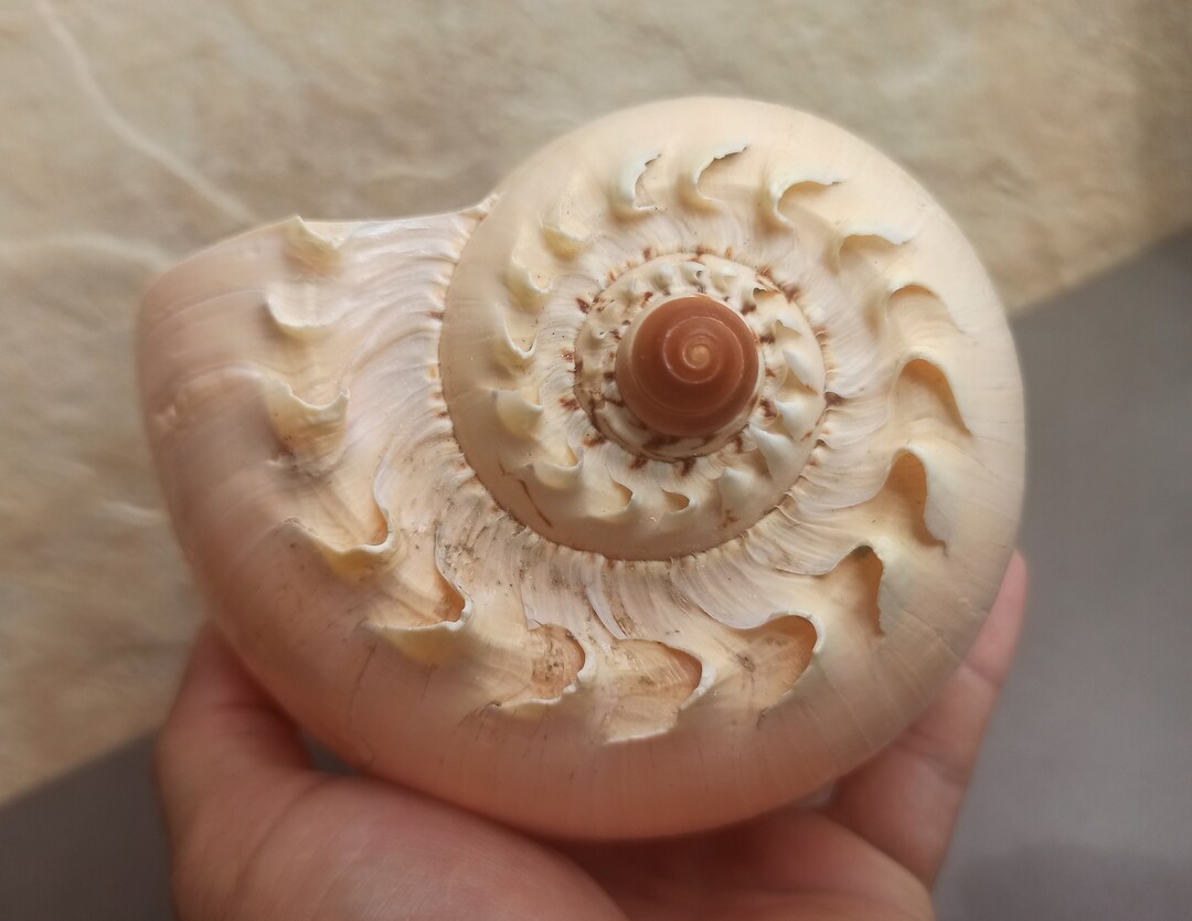 Huge Striped Shell, Big Natural Ocean Shell, Large Tiger Seashell ...