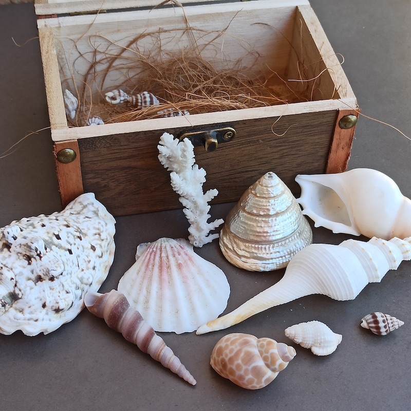 Seashell Decoration - Etsy