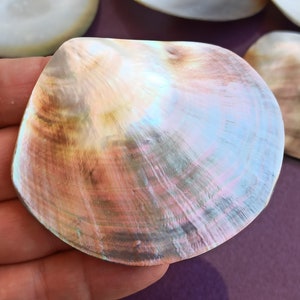 Shell Pinctada Margaritifera, Pearl Shell, Lipped Mother of Pearl ...