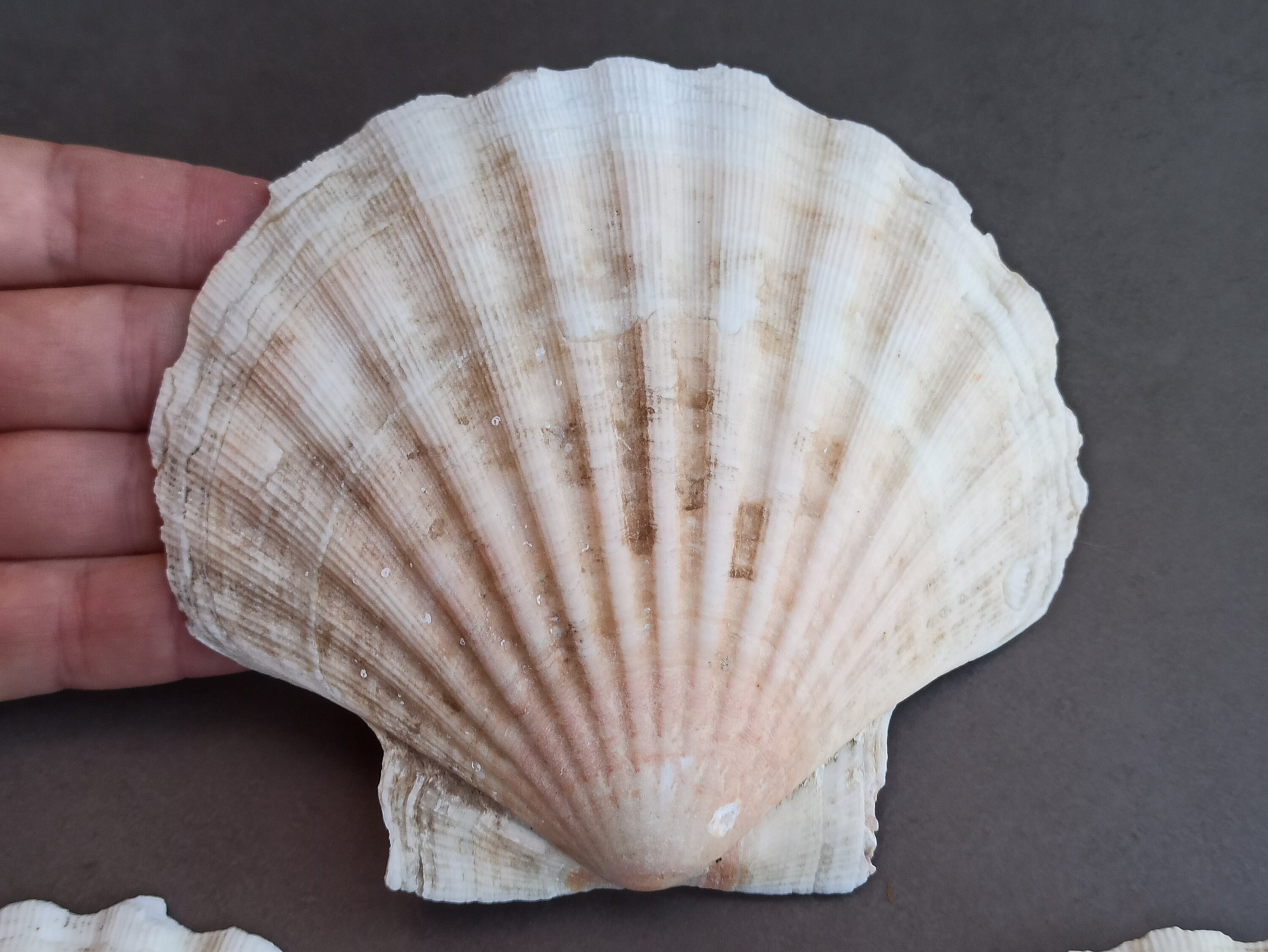 Set of 3 Seashells Seashells Set Natural Seashell Rough Sea - Etsy