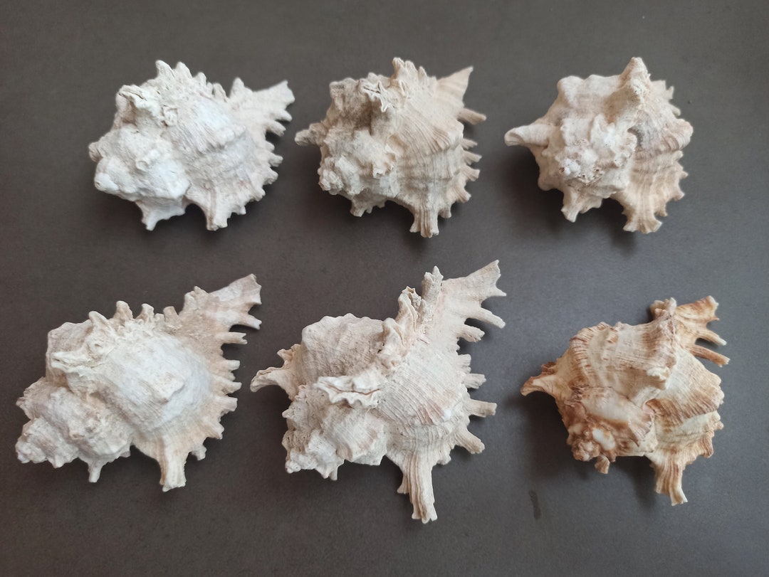 Crab Shell, Ocean Shell, Sea Shell Treasure, Natural Seashells, Sea ...