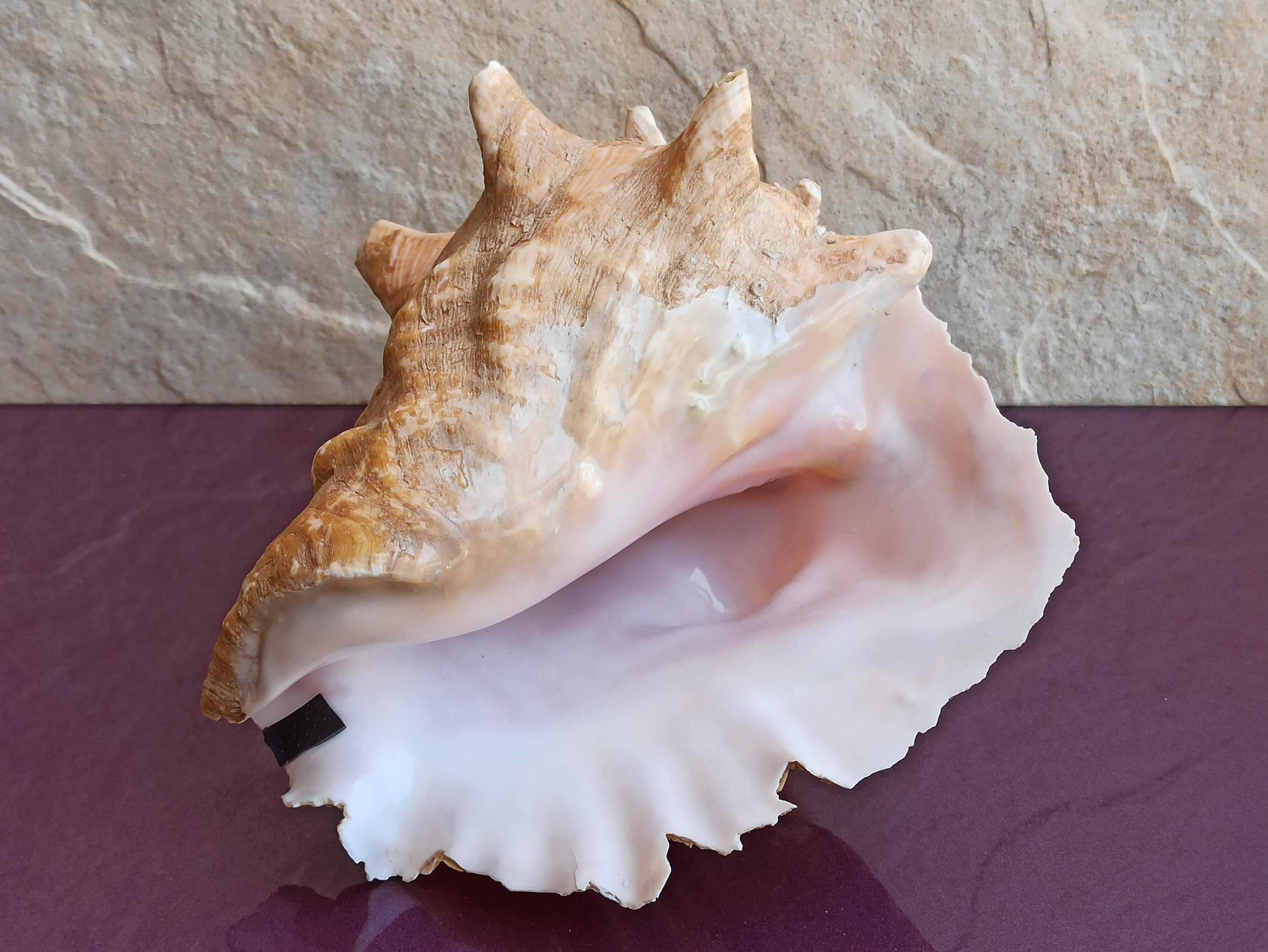 Large Huge Beautiful Shell Big Crab Shell Huge Ocean Shell - Etsy