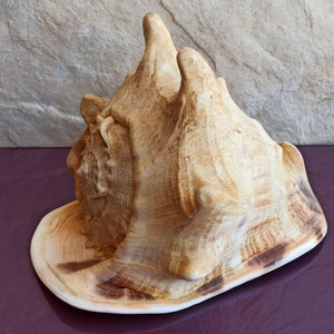 LARGE Huge Beautiful Shell, Big Crab Shell, Huge Ocean Shell, Sea Shell ...