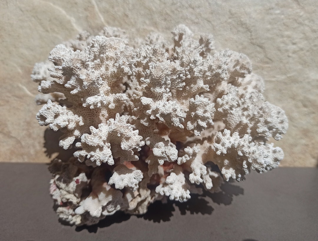 Extra Large Coral, Natural Coral Tree, White Coral, Natural Coral Sea ...
