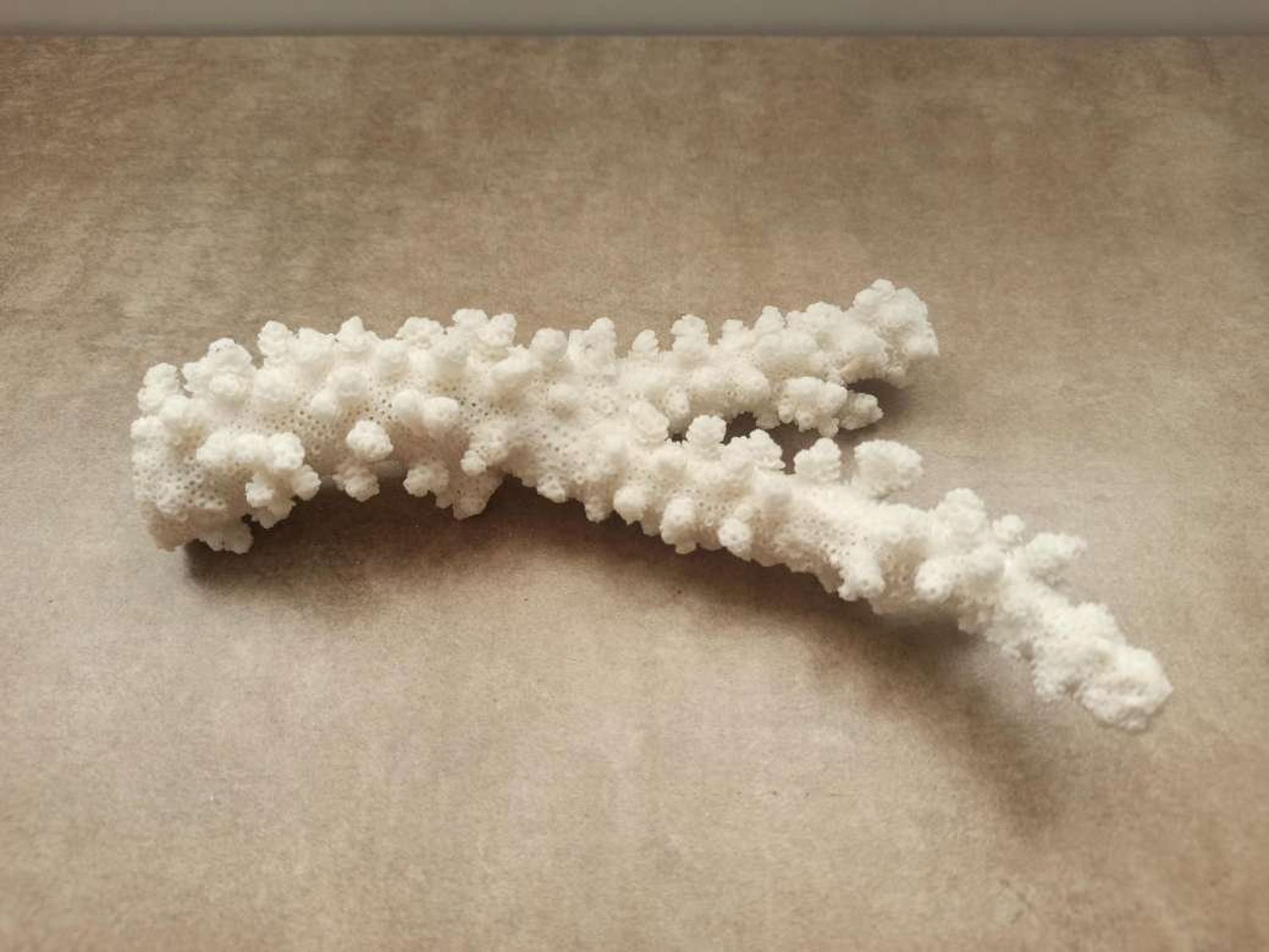 Large Coral Natural White Coral Tree White Coral Natural - Etsy