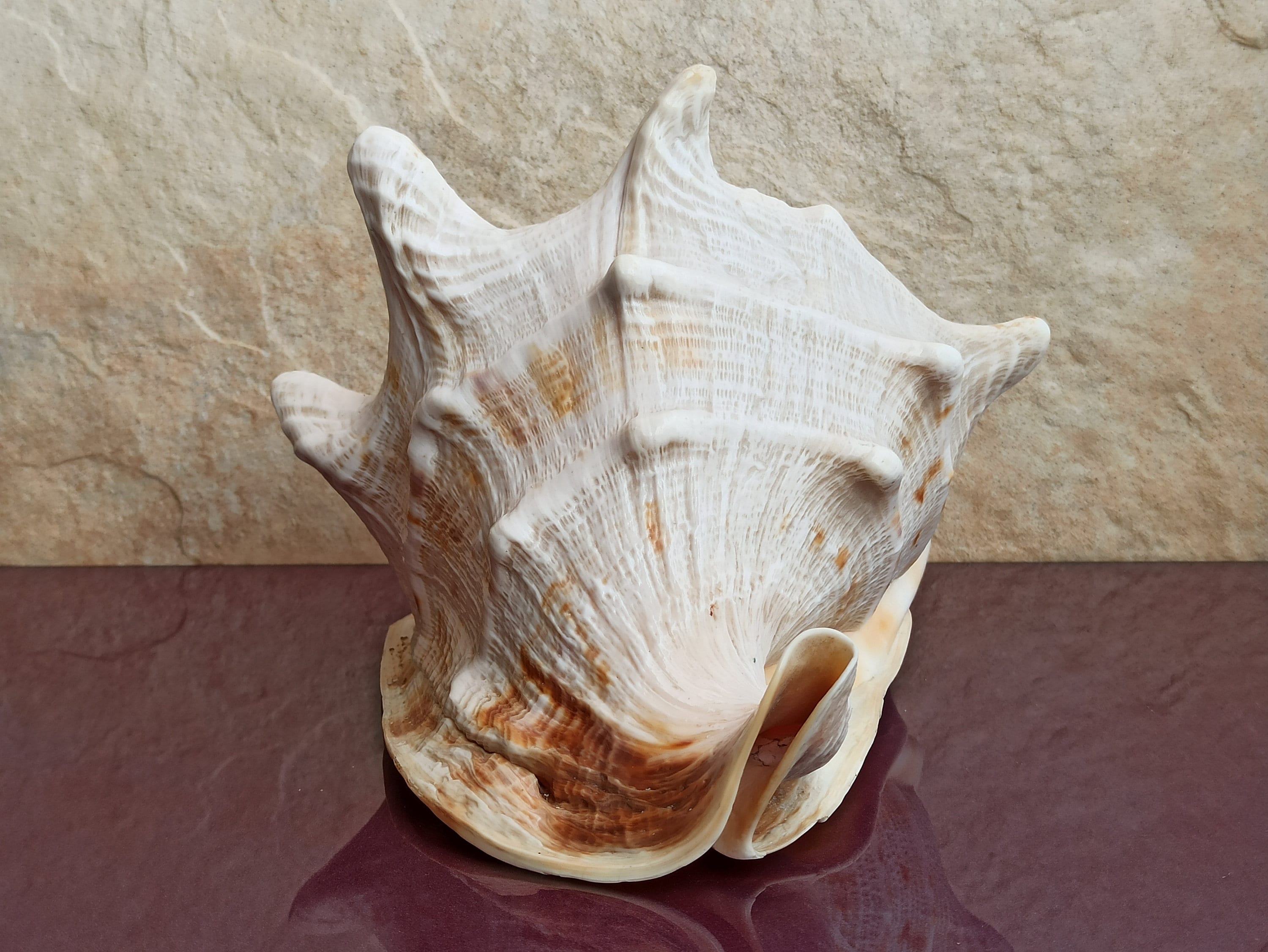 Large Cassis Cornuta Shell Rare Big Cowrie Shell Sea Shell - Etsy