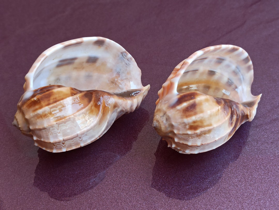 Set of 2 Harpa Goodwini Shells, Harpa Goodwin, Natural Ocean Shell ...