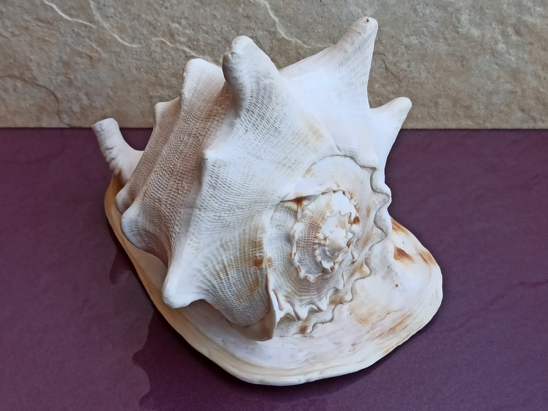 1082gr LARGE Huge Beautiful Shell, Big Crab Shell, Huge Ocean Shell ...