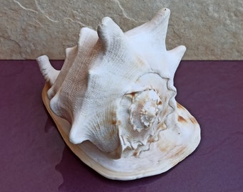 Antique Large Seashell Rare Conus Sea Shell Large Tiger - Etsy