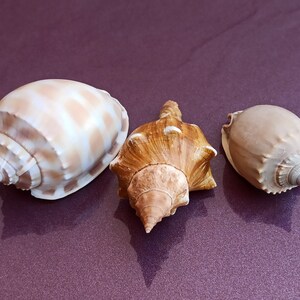 Set of 3 Natural Sea Shells, Beautiful Shell, Big Crab Shell, Huge ...