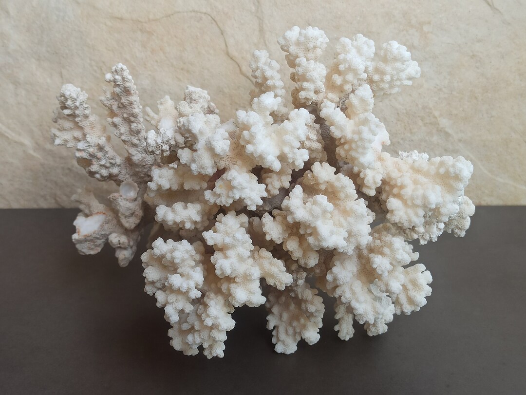2026gr Large White Coral, Natural White Coral Tree, Large Coral Tree ...