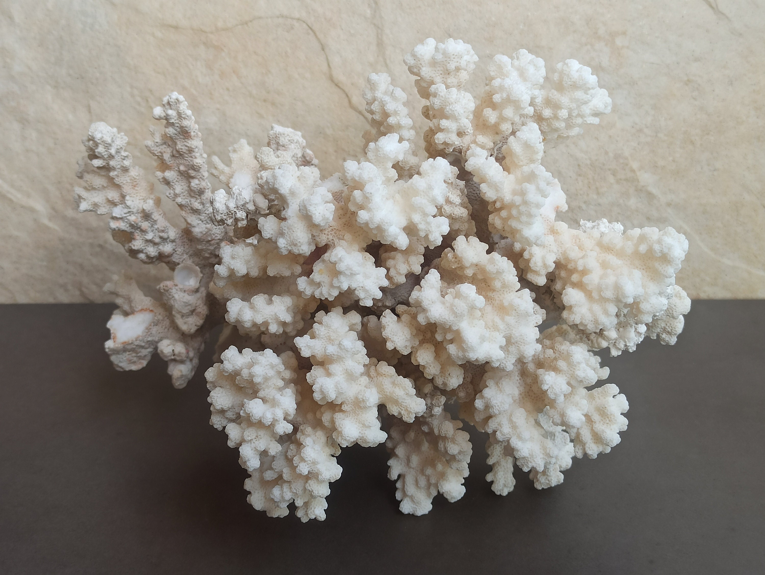 Large Coral Pieces For Decoration