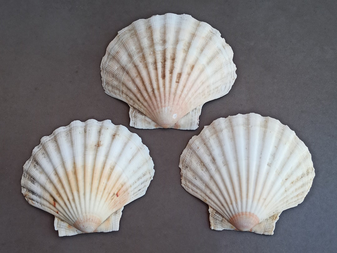Set of 3 Seashells, Seashells Set, Natural Seashell, Rough Sea Shell ...