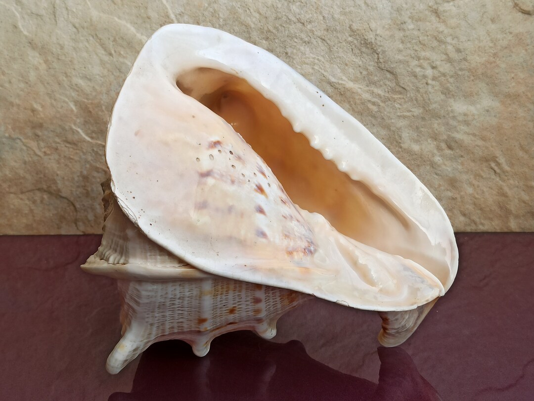 Large Cassis Cornuta Shell, Rare Big Cowrie Shell, Sea Shell, Decor ...
