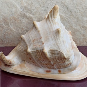2088g LARGE Cassis Cornuta Huge Beautiful Shell, Big Crab Shell, Huge ...