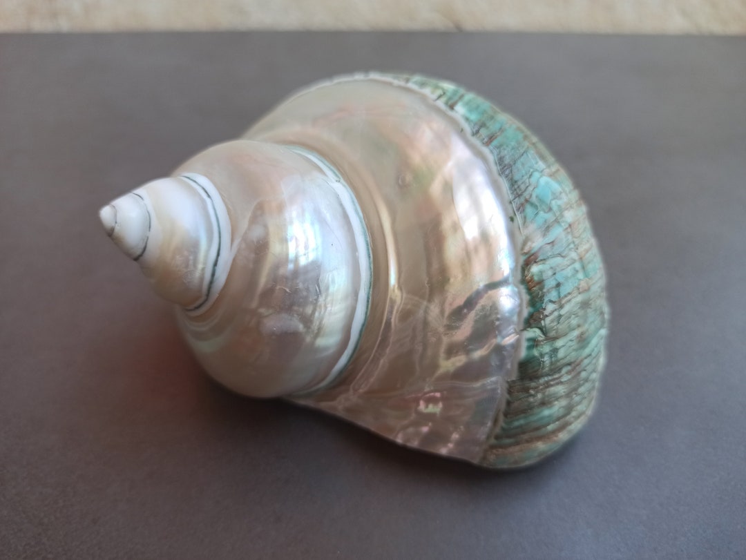 Rare Turquoise Cute, Beautiful Shell, Sea Treasure, Large Round Shell ...