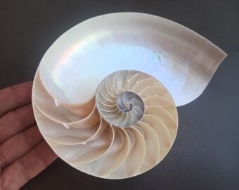 Half Cut Nautilus Shell - Etsy