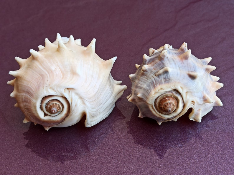 Spiked Sea Shells Set: Natural Ocean Decor, Nautical Wedding - Etsy