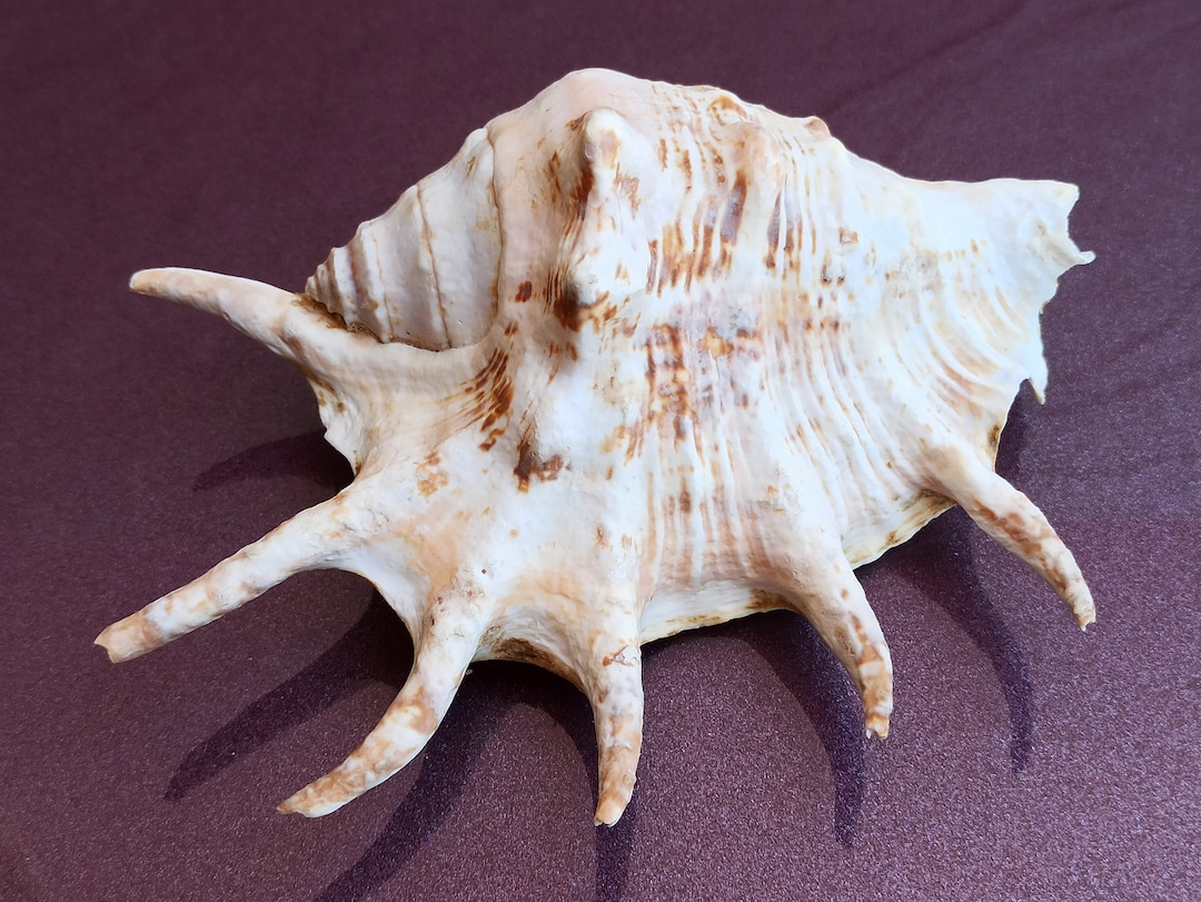 Large Huge Beautiful Shell, Big Shell, Huge Ocean Shell, Sea Shell ...