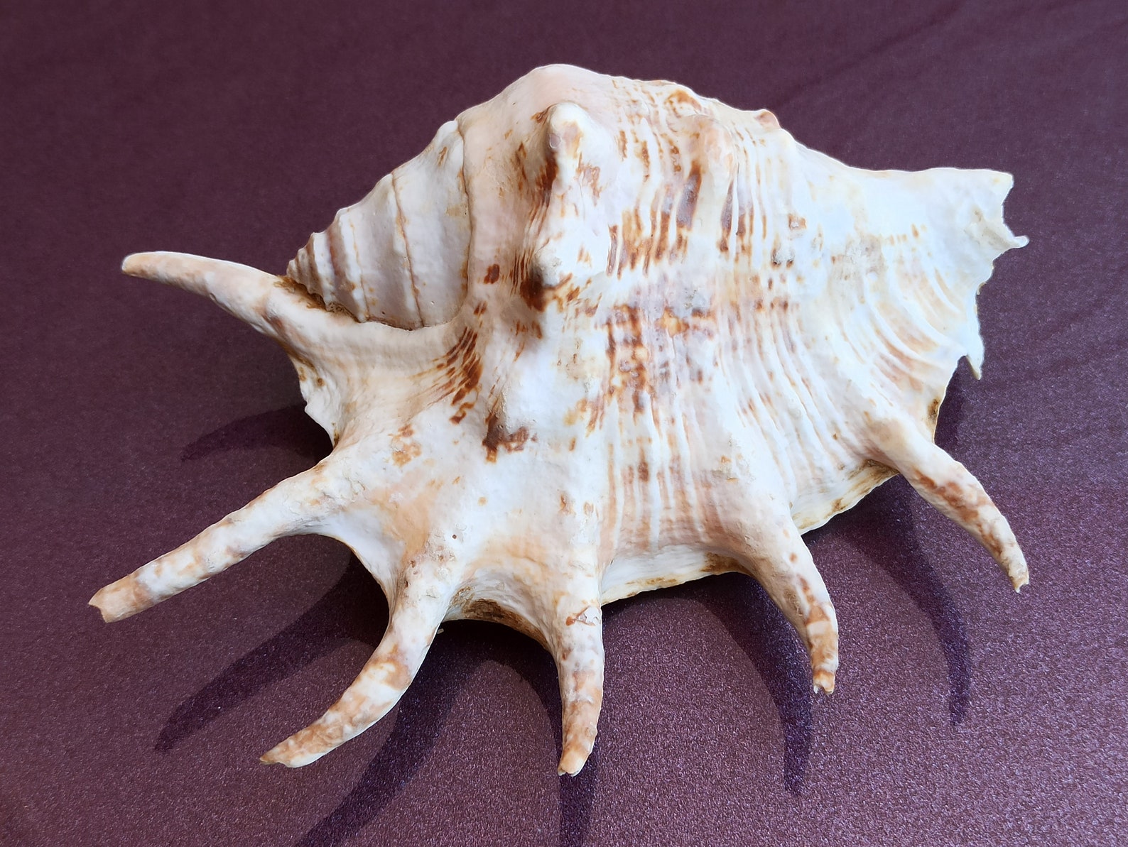 Large Huge Beautiful Shell, Big Shell, Huge Ocean Shell, Sea Shell ...