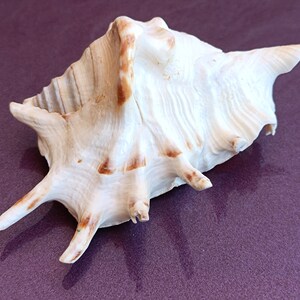 Natural Sea Shells, Beautiful Shell, Crab Shell, Huge Ocean Shell, Sea ...