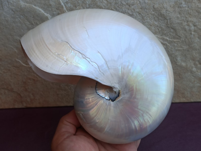 LARGE NAUTILUS Natural Seashell, Nautilus Tiger Seashell, Tiger's Shell ...