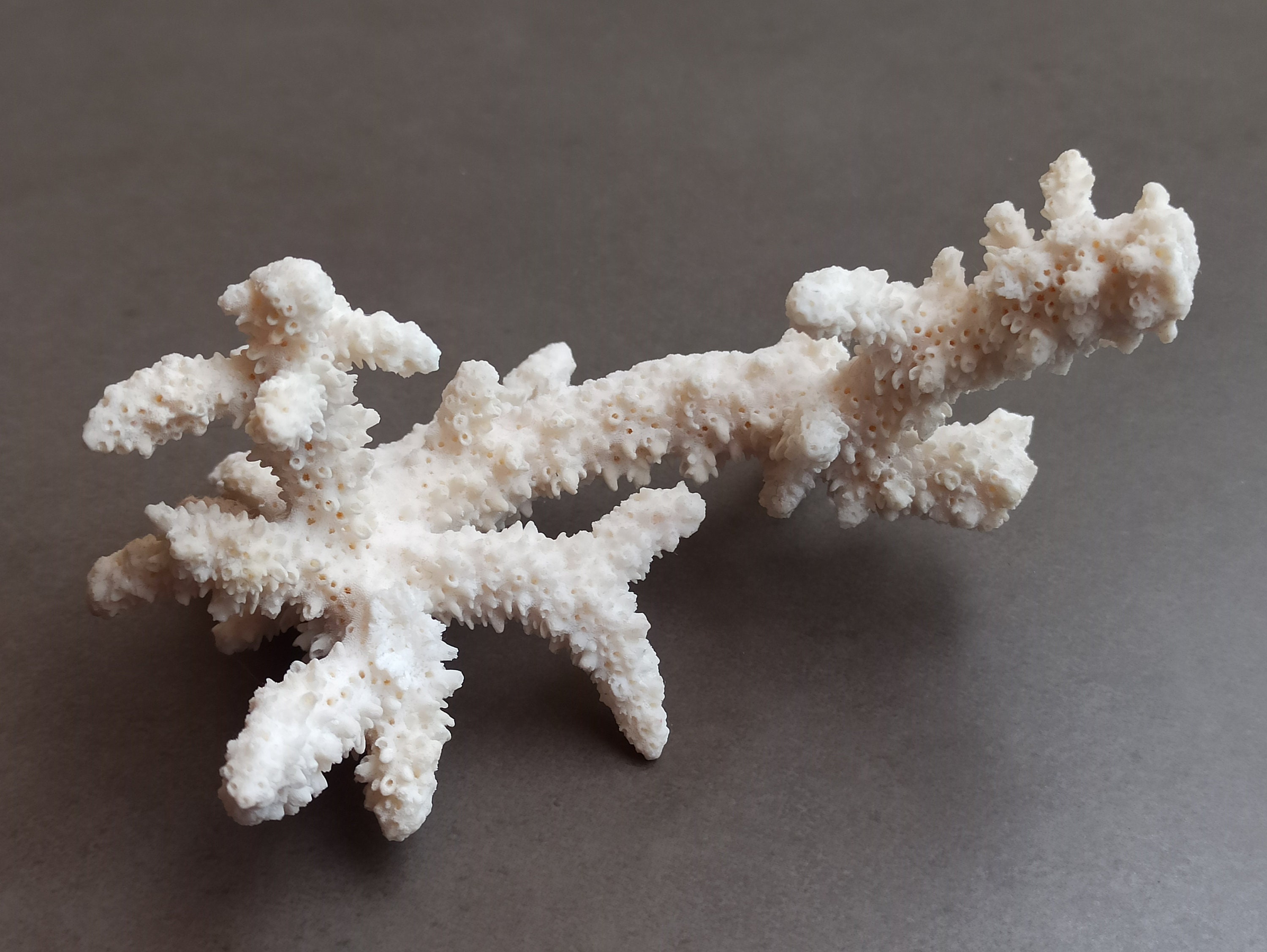 Genuine White Coral Natural White Coral Sea Large White - Etsy