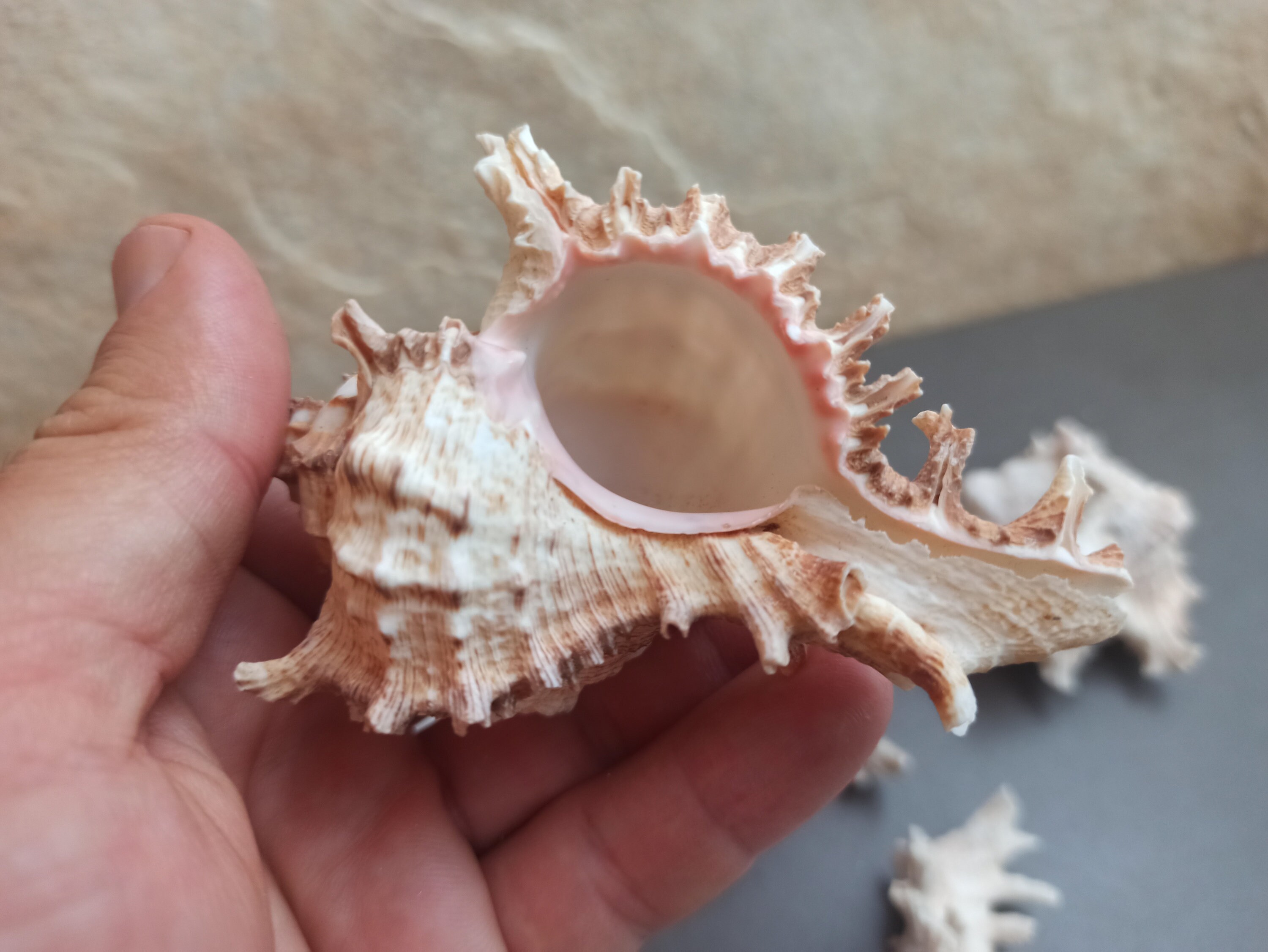Crab Shell Ocean Shell Sea Shell Treasure Natural - Etsy