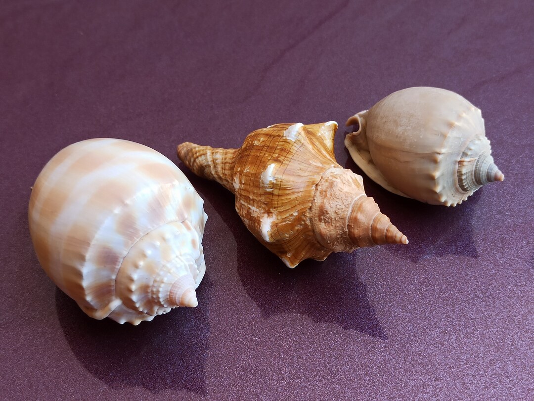 Set of 3 Natural Sea Shells, Beautiful Shell, Big Crab Shell, Huge ...