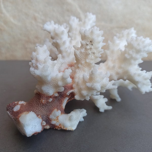 Large White Coral - Etsy