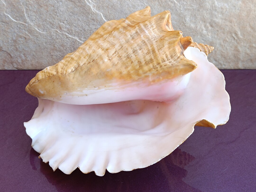 Large Huge Beautiful Shell, Big Crab Shell, Huge Ocean Shell, Sea Shell ...