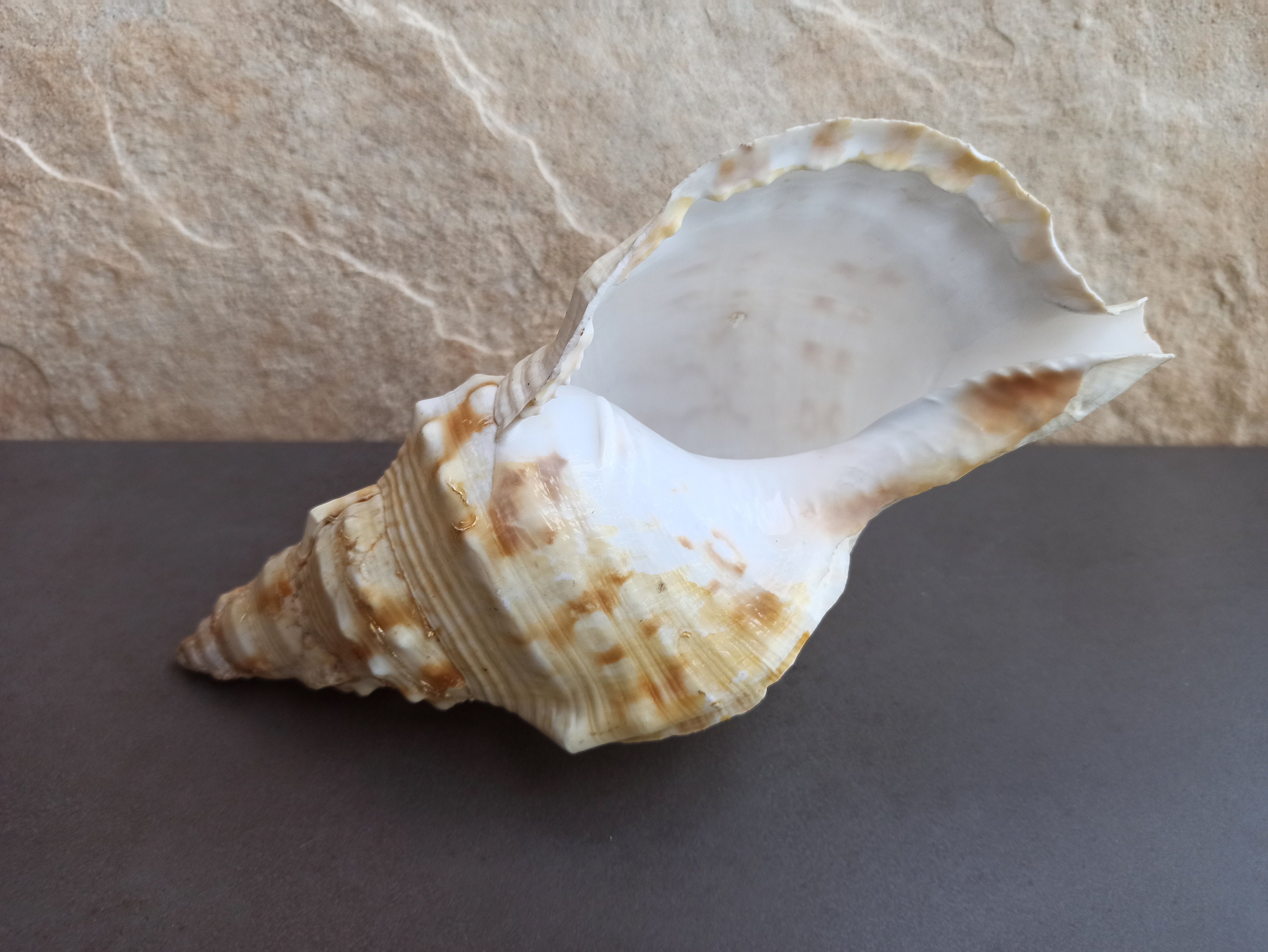 Big Seashell Rough Sea Shell Large Shell Sea Treasure | Etsy