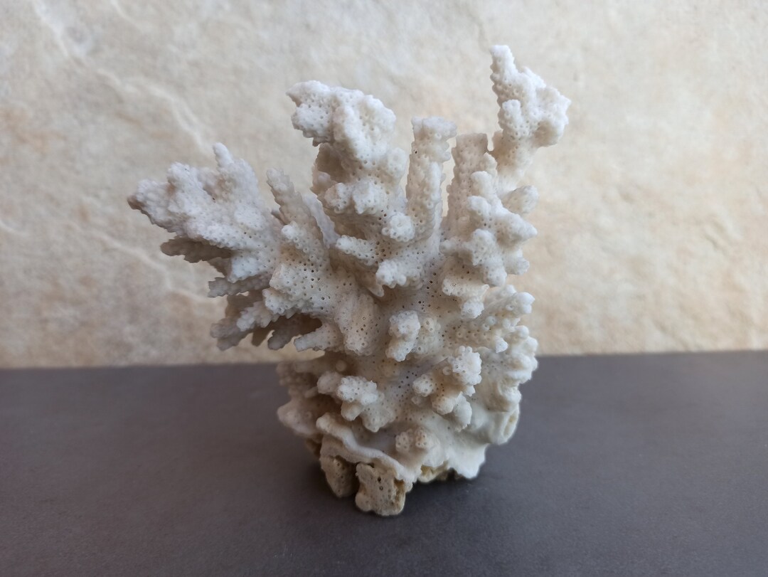 Natural Large Coral, White Coral Tree, White Sea Coral, Coral Reef Sea ...