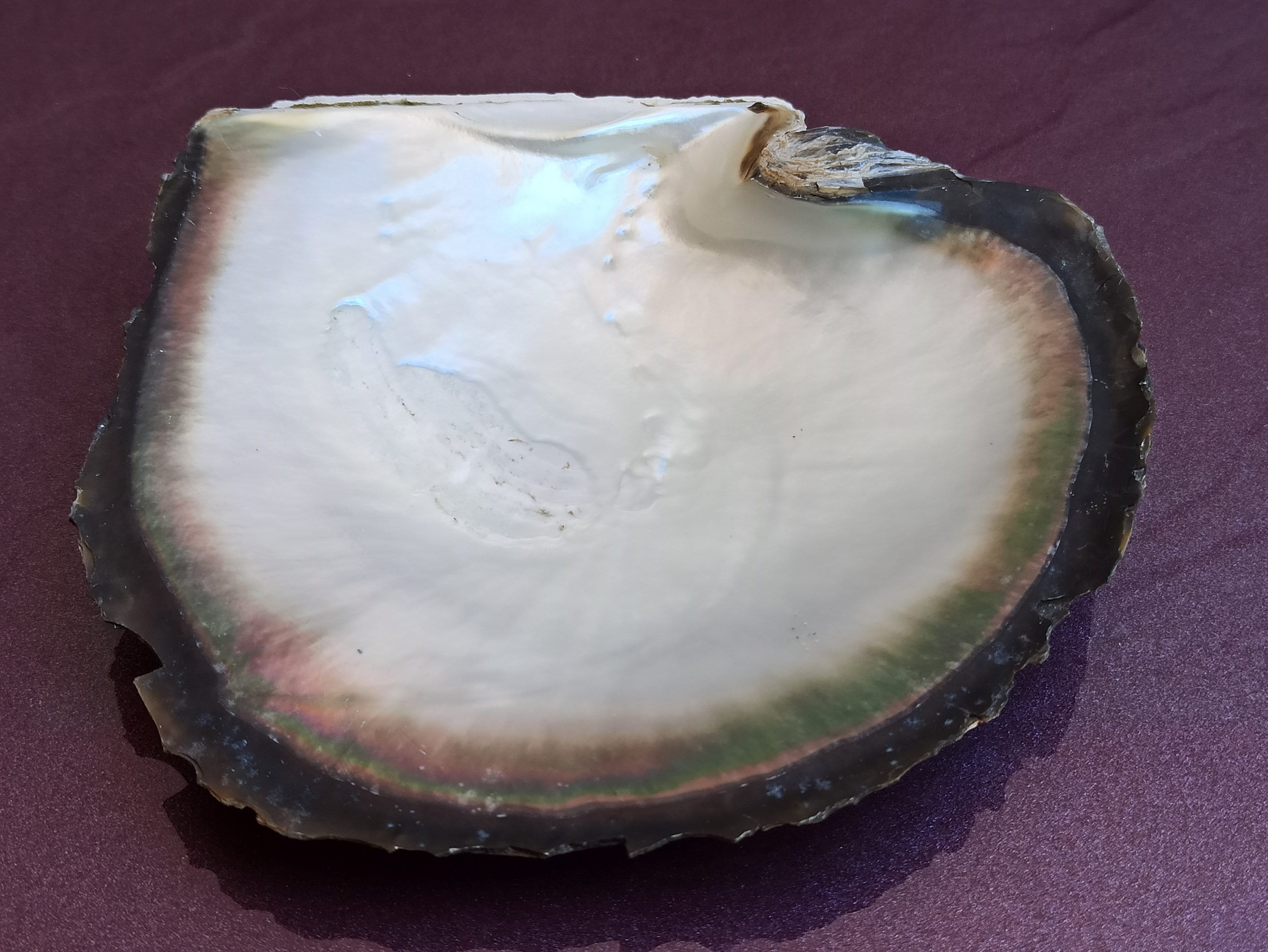 RARE Pinctada Margaritifera Pearl Shell Lipped Mother of - Etsy