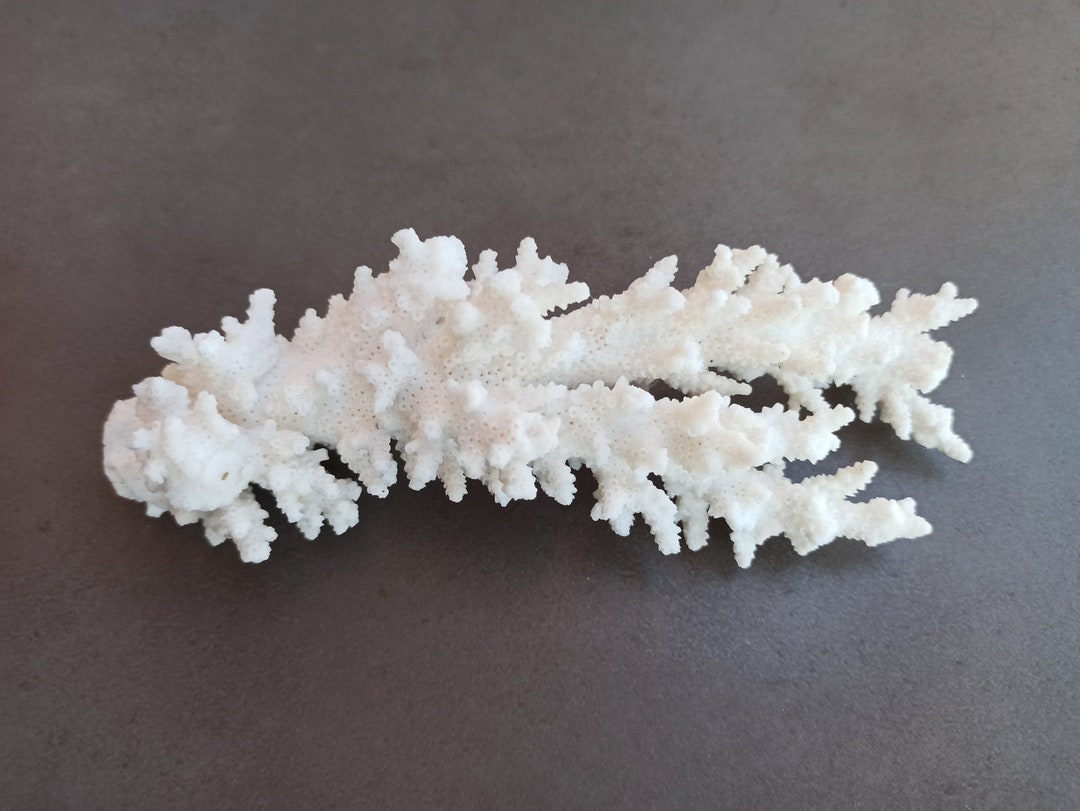 White Large Coral, Natural White Coral Tree, Large Coral Tree, Coral ...
