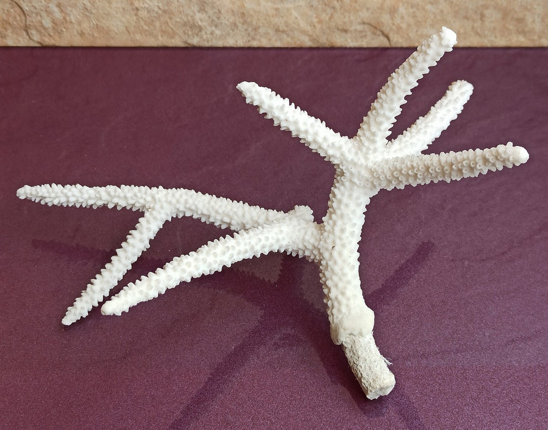 White Coral Tree, Natural Coral Tree, White Coral, Natural Coral Sea ...