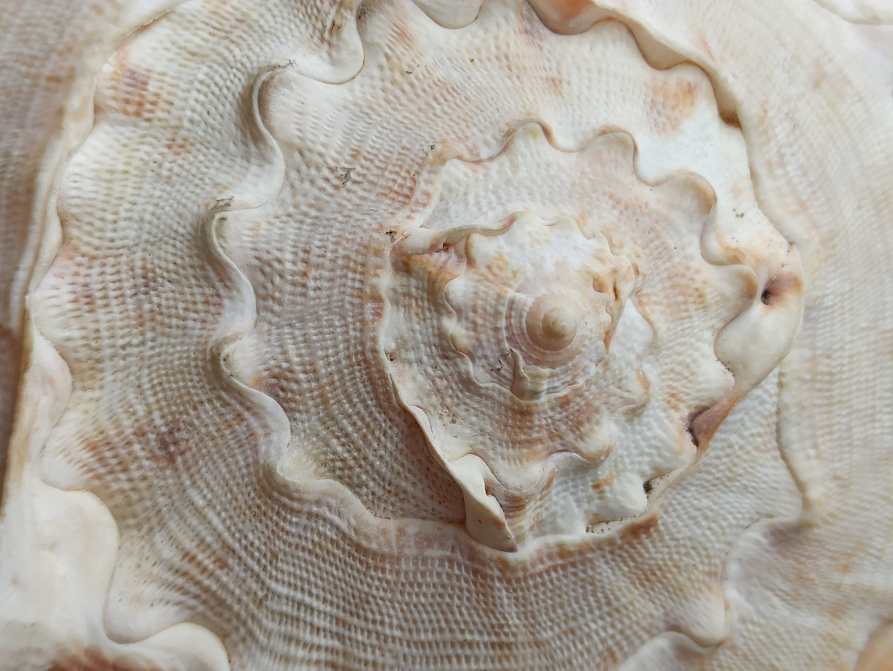 Large Cassis Cornuta Shell Rare Big Cowrie Shell Sea Shell - Etsy