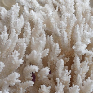 850 G White Coral, Coral Tree, Coral Reef Decor, Natural White Coral ...