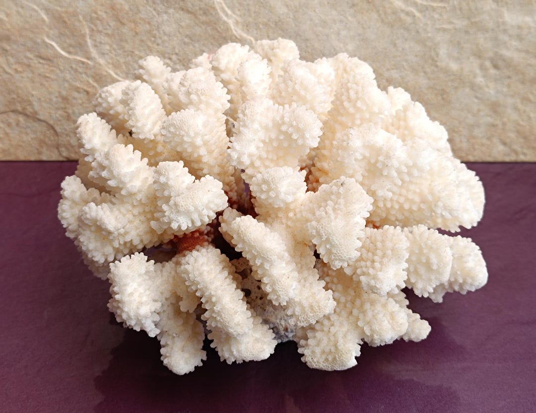 Natural White Coral Tree, White Coral, Coral Tree, Coral Reef Decor ...