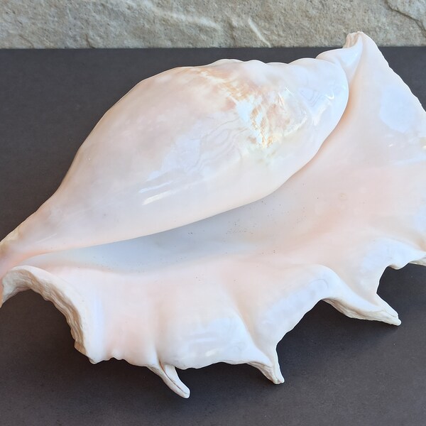 Large Sea Shell - Etsy